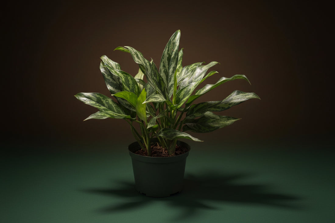 Aglaonema "Silver Queen"/Chinese Evergreen – Baxter Flowers and Gifts